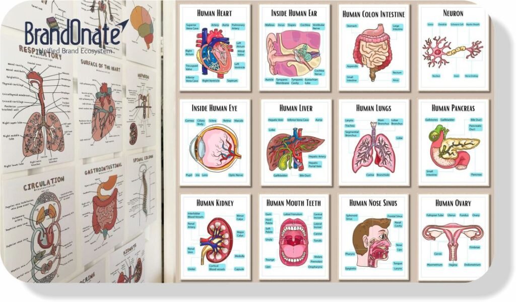 Wall Charts & Health Education Posters – Brandonate